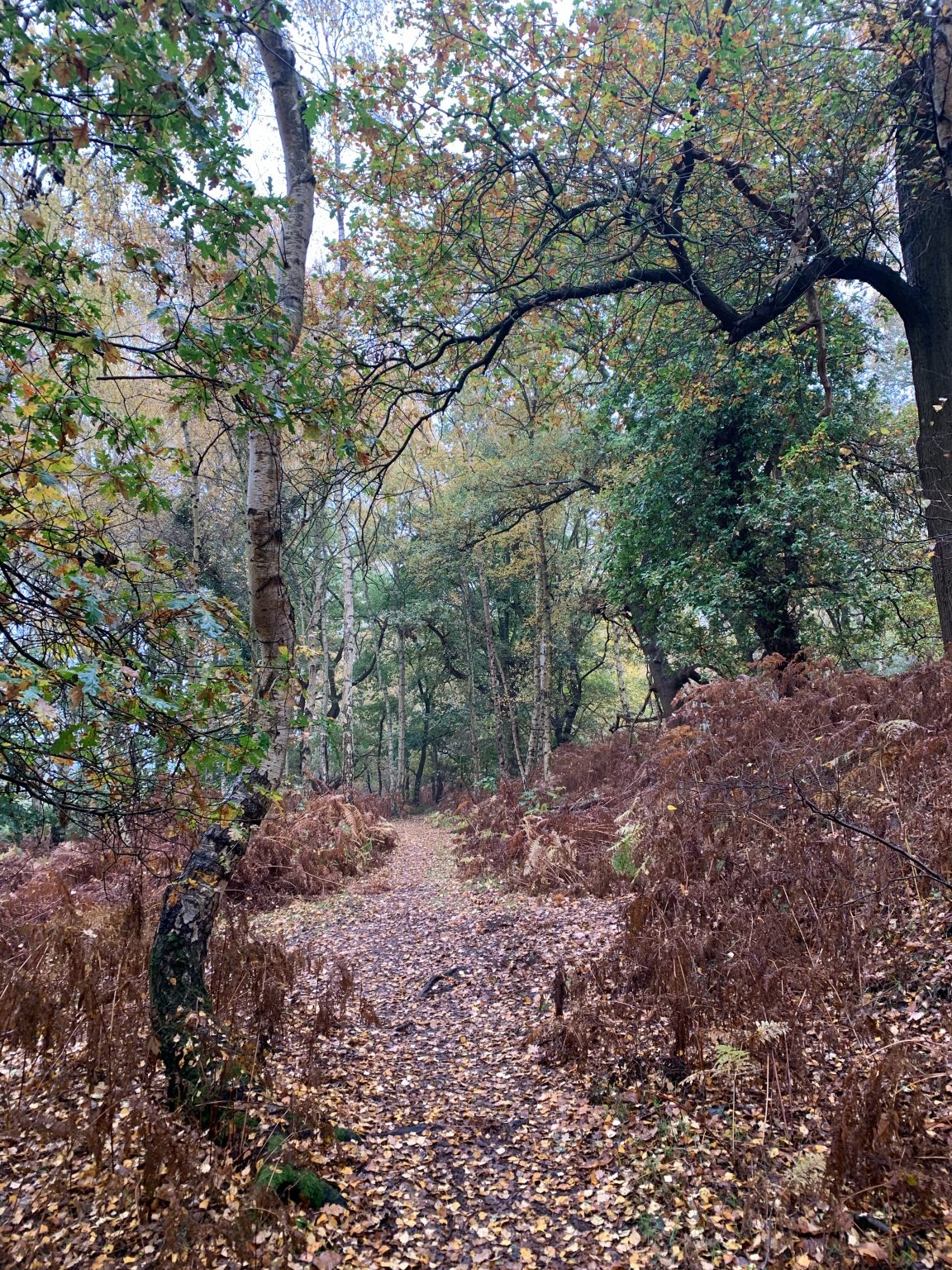 Thursday Wellbeing at Langold Country Park - Sherwood Nordic Walking