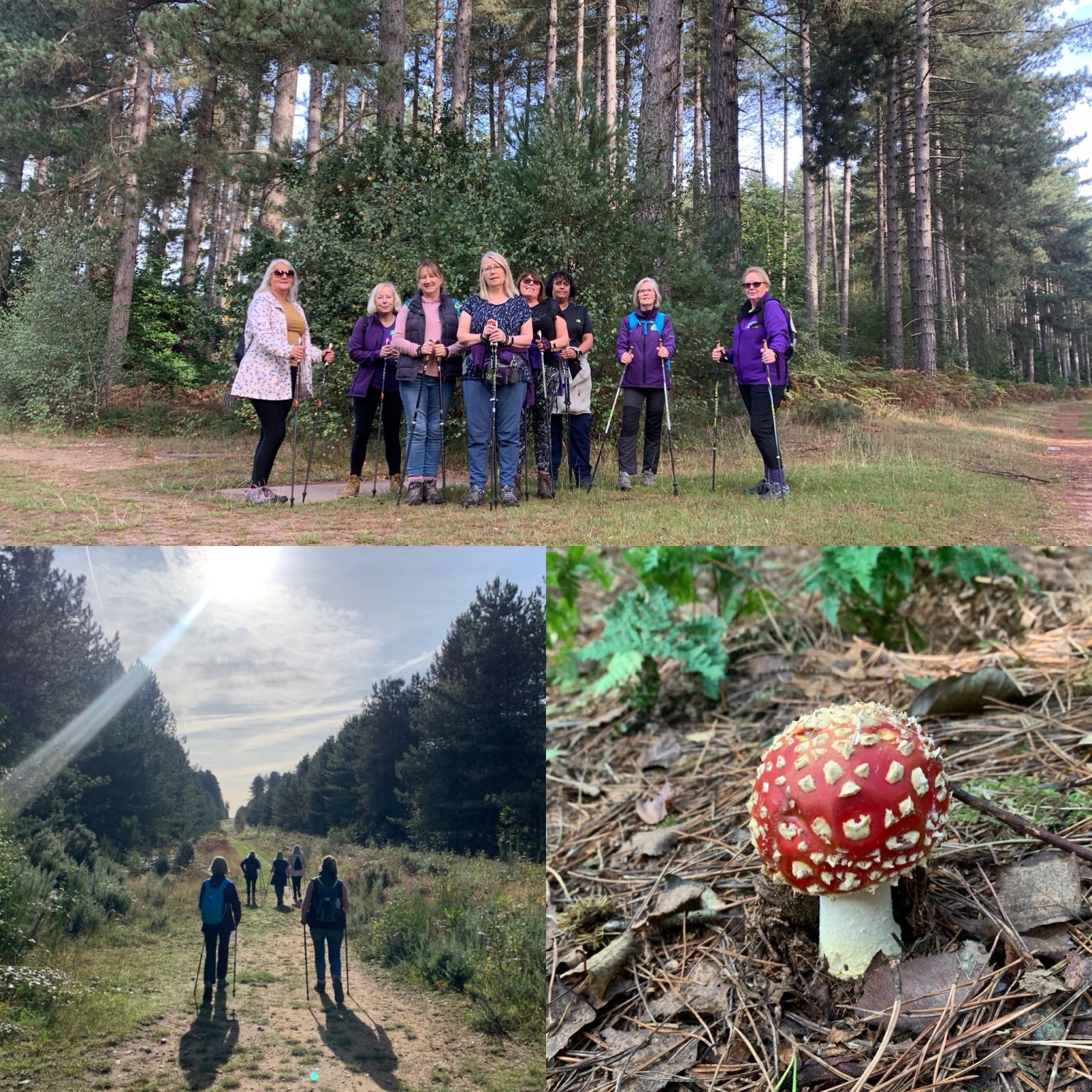 Fungi Foray Relaxed adventure at Hatfield Moors - Sherwood Nordic Walking